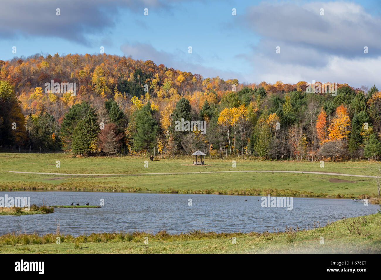 A colorful fall forest scene Stock Photo - Alamy