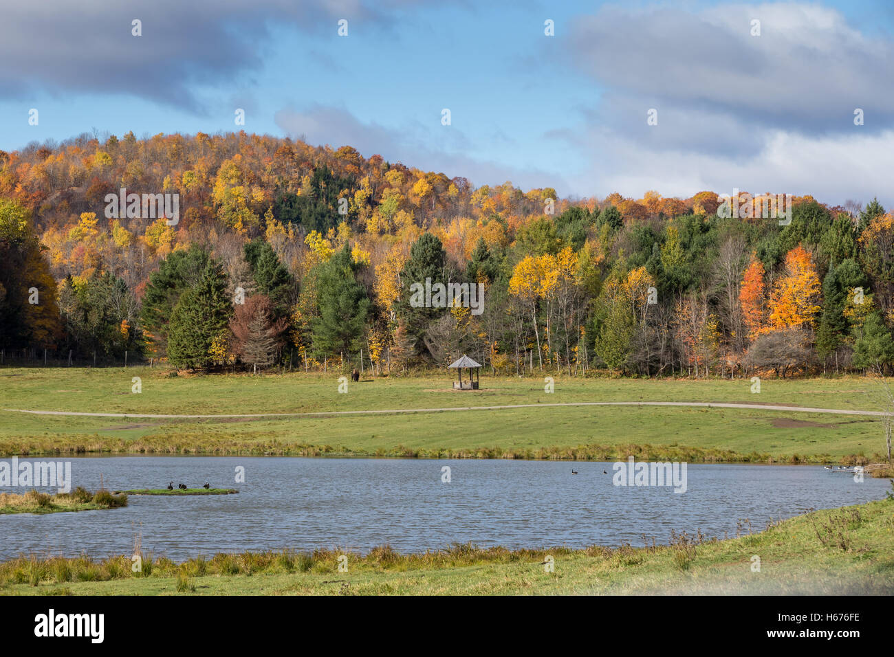 A colorful fall forest scene Stock Photo - Alamy
