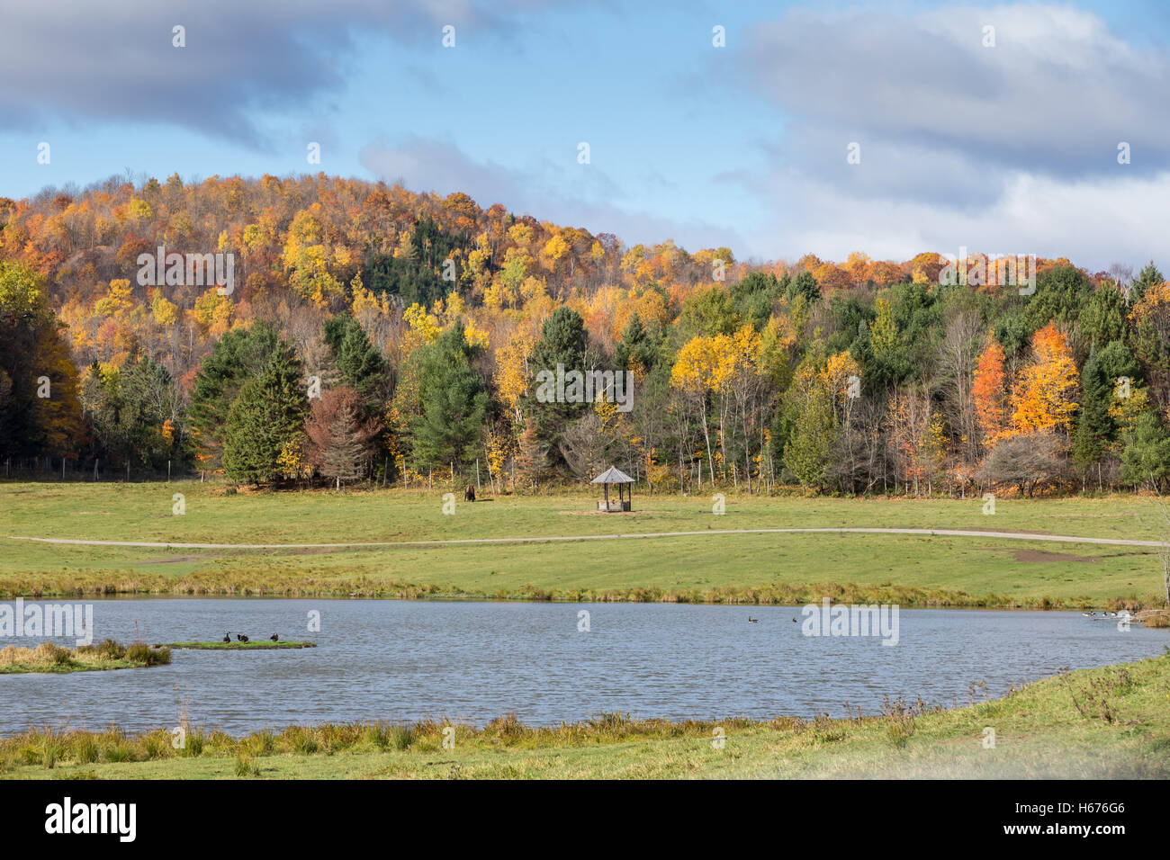 A colorful fall forest scene Stock Photo - Alamy