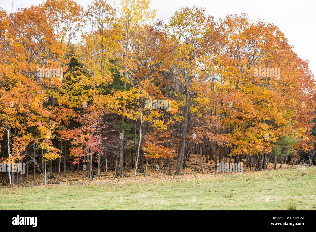 A colorful fall forest scene Stock Photo - Alamy