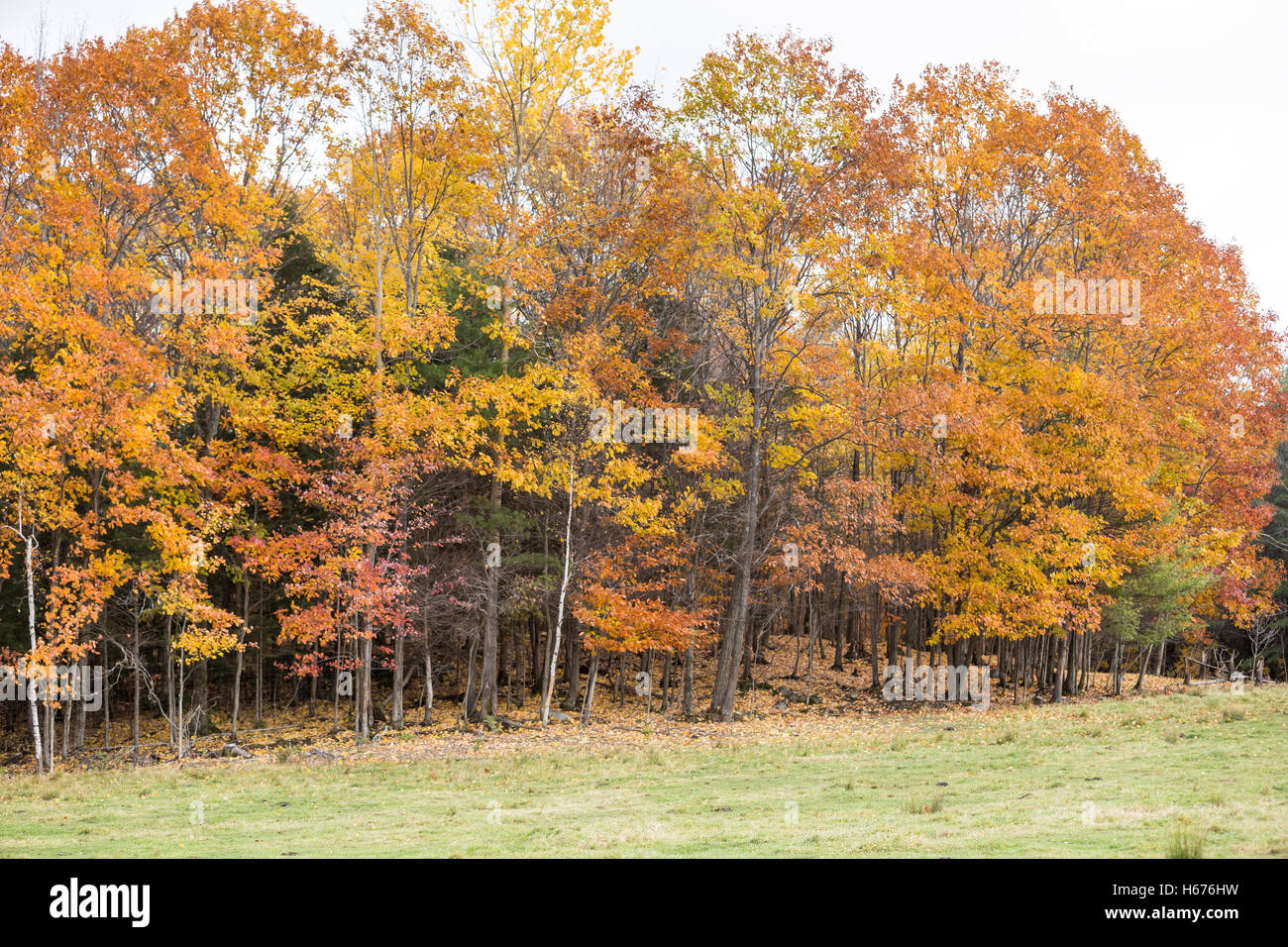 A colorful fall forest scene Stock Photo - Alamy