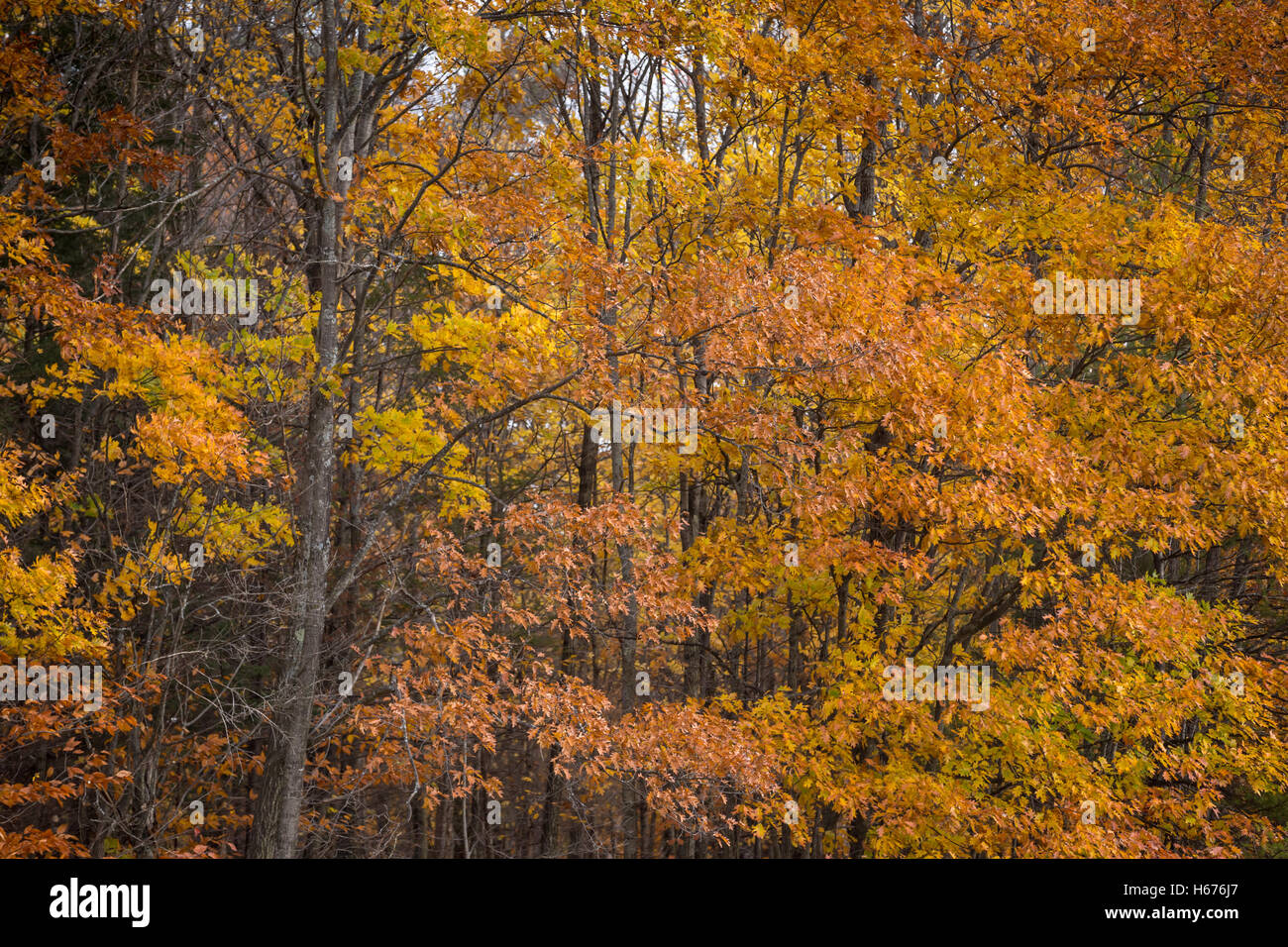A colorful fall forest scene Stock Photo - Alamy