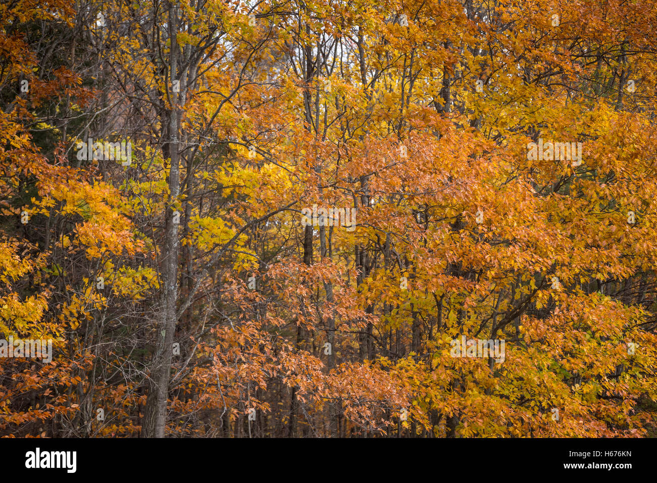 A colorful fall forest scene Stock Photo - Alamy