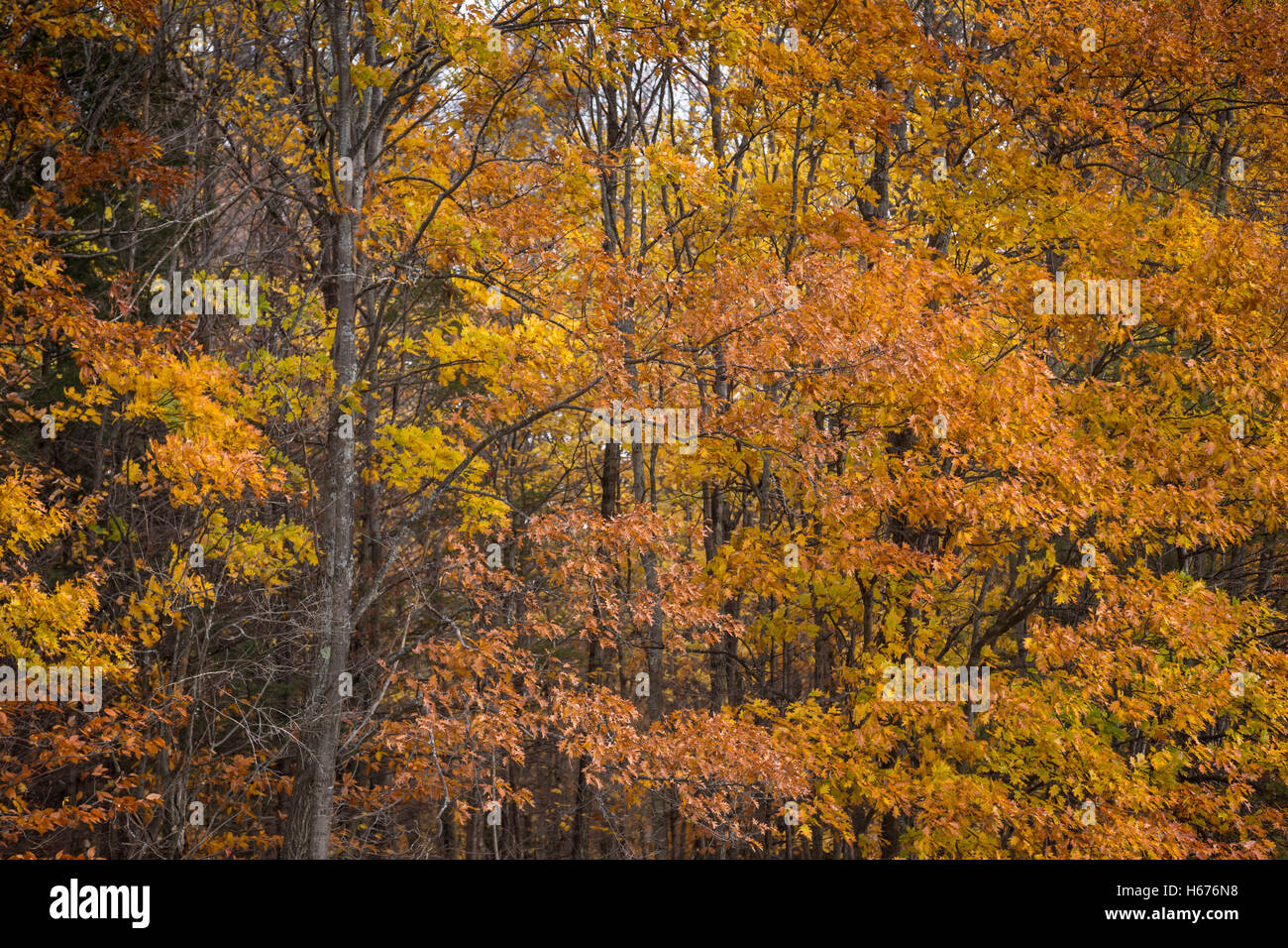 A colorful fall forest scene Stock Photo - Alamy
