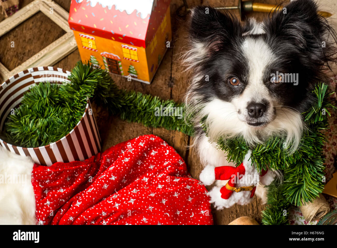 Christmas backgrounds, dog portrait and christmas ornaments Stock Photo ...