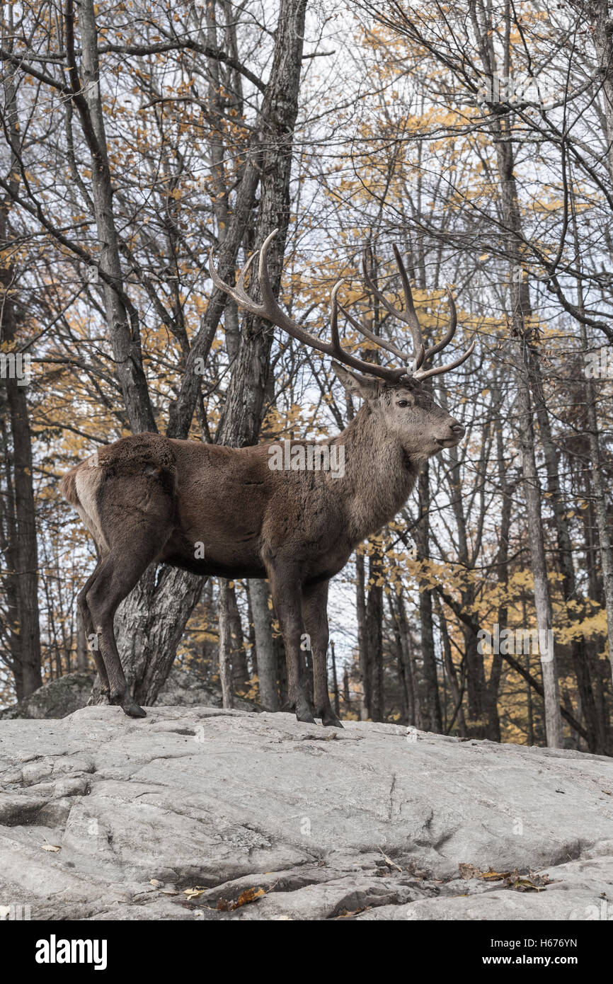 A lone deer in a fall forest scene Stock Photo - Alamy