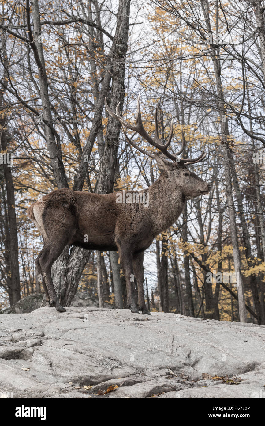 A lone deer in a fall forest scene Stock Photo - Alamy