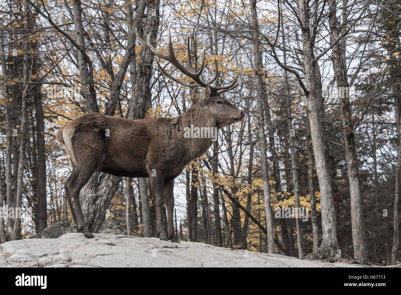 A lone deer in a fall forest scene Stock Photo - Alamy
