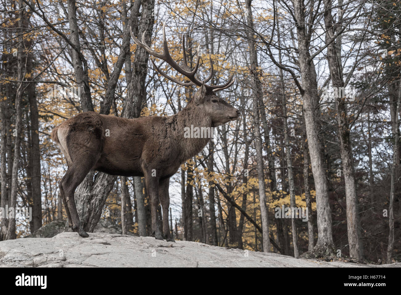 A lone deer in a fall forest scene Stock Photo - Alamy