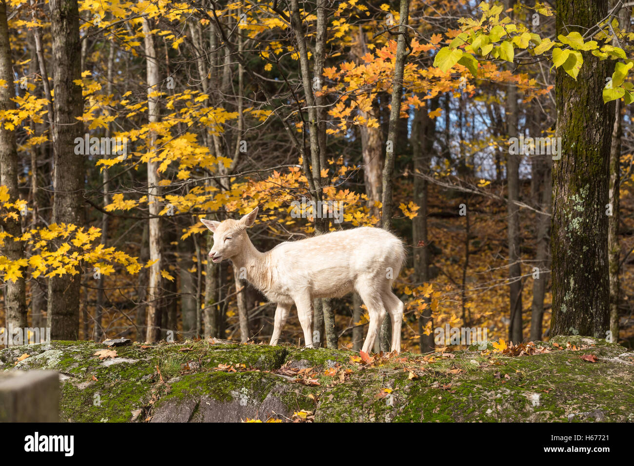 A lone deer in a fall forest scene Stock Photo - Alamy