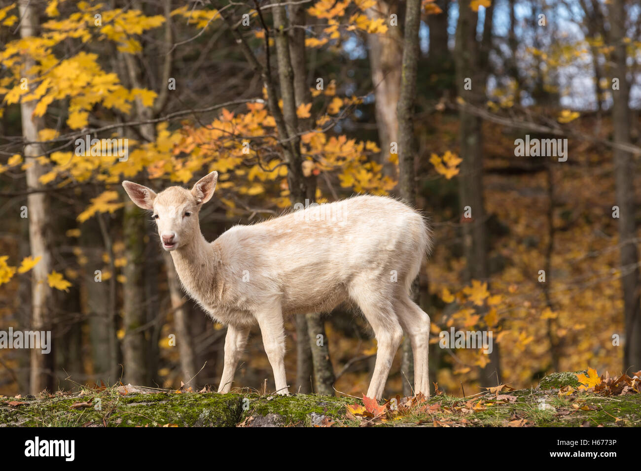 A lone deer in a fall forest scene Stock Photo - Alamy