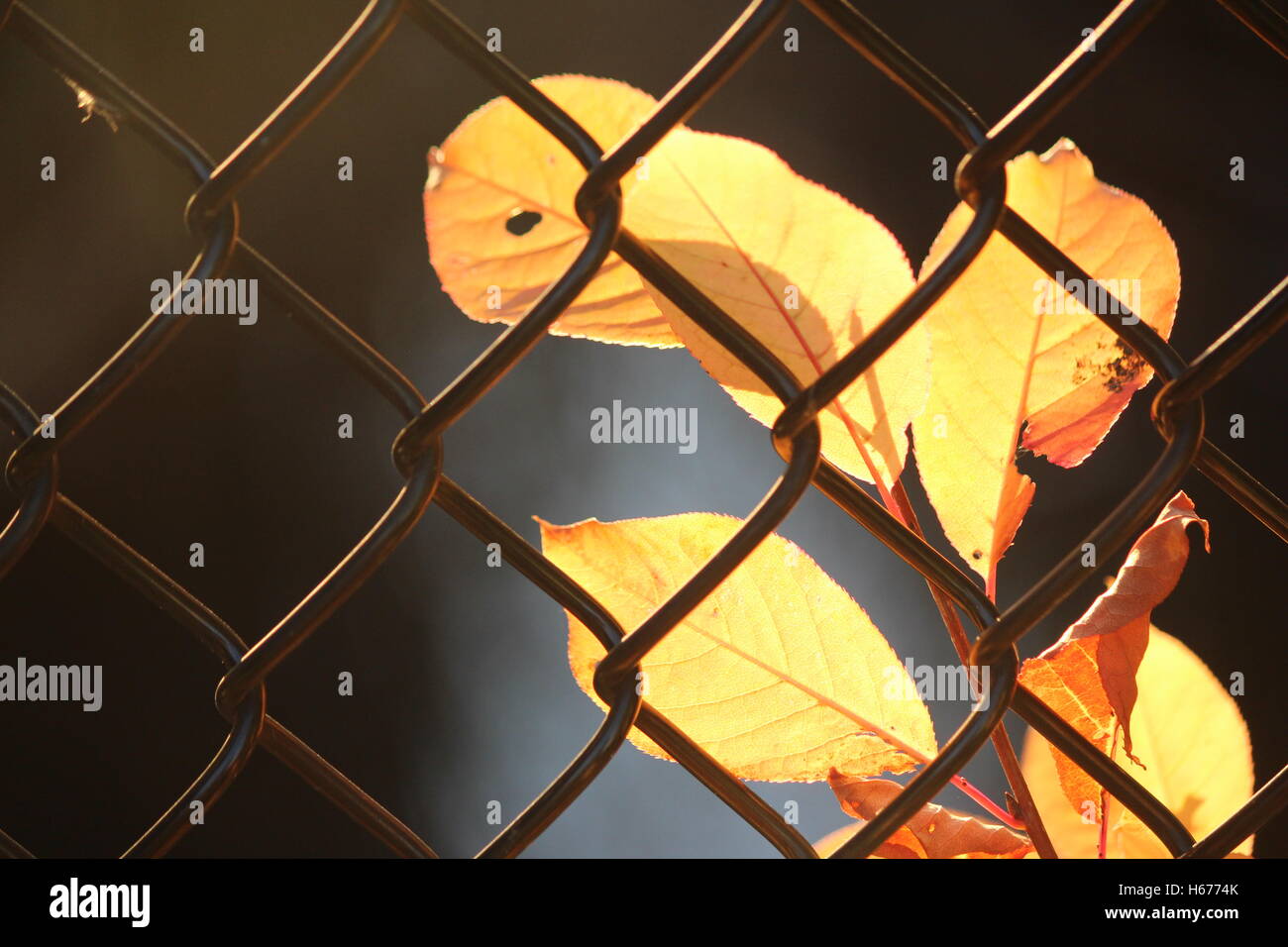 Metal leaves fence hi-res stock photography and images - Alamy