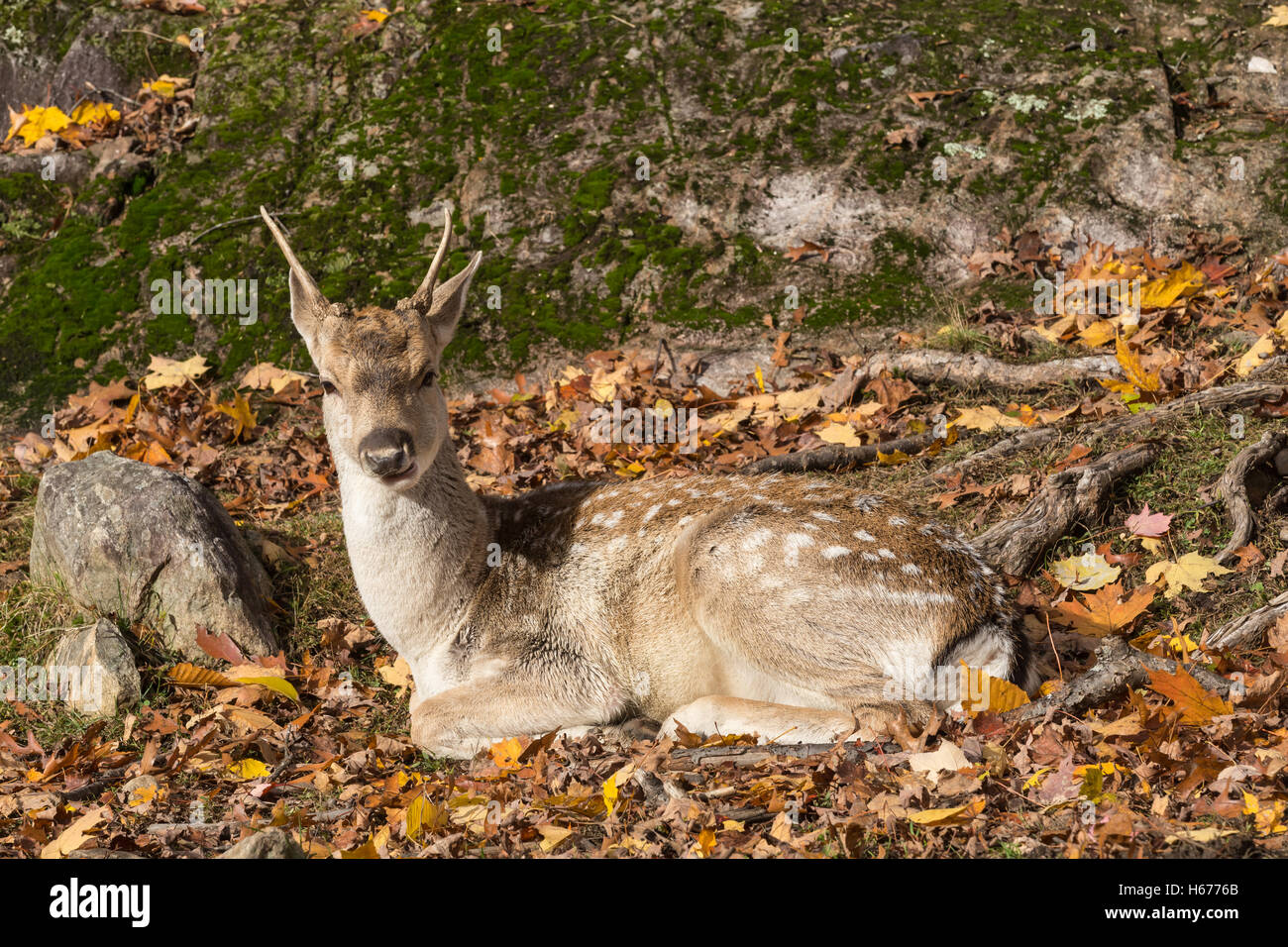 A lone deer in a fall forest scene Stock Photo - Alamy