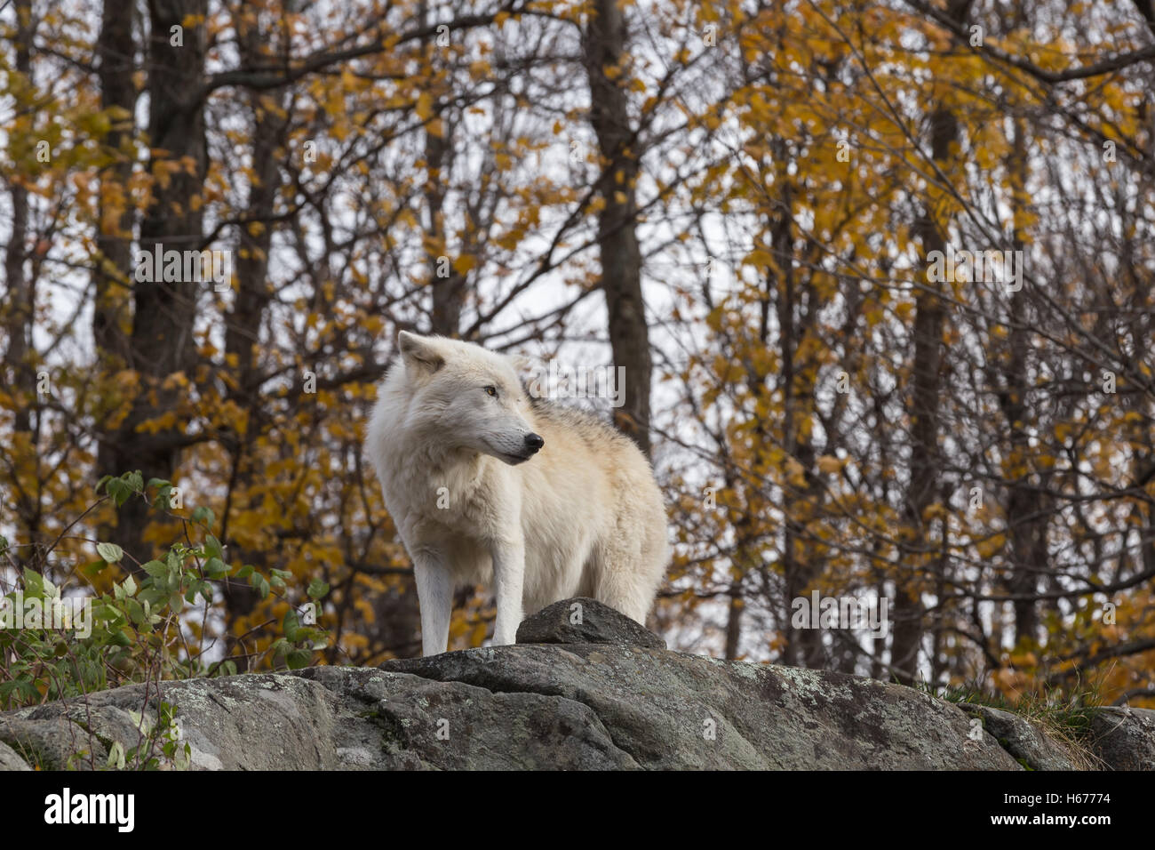 An Arctic Wolf in a fall forest landscape Stock Photo - Alamy