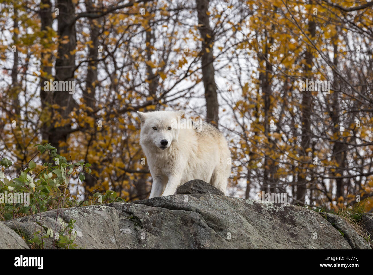 An Arctic Wolf in a fall forest landscape Stock Photo - Alamy