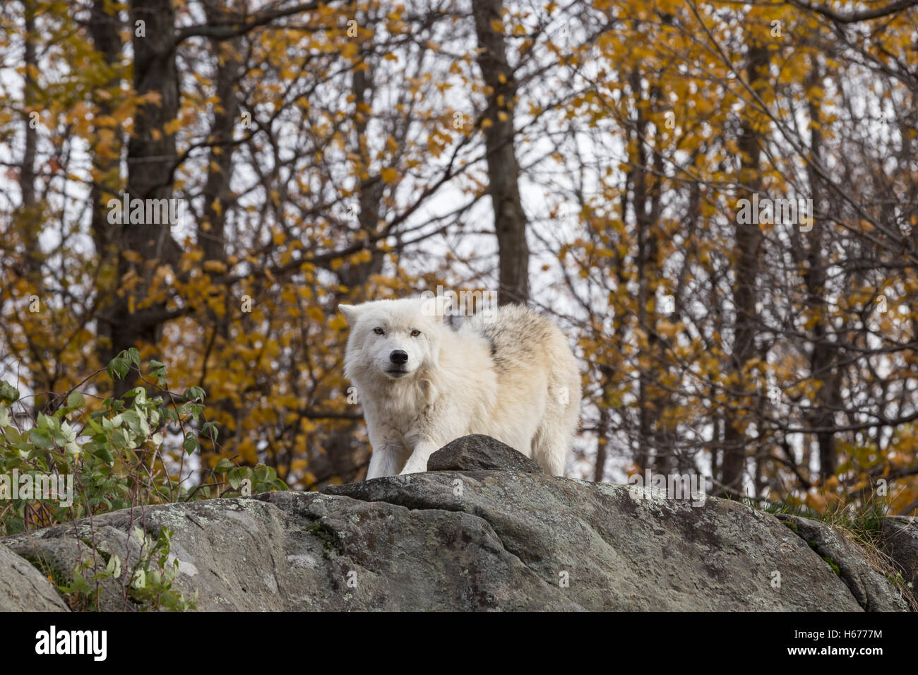 An Arctic Wolf in a fall forest landscape Stock Photo - Alamy