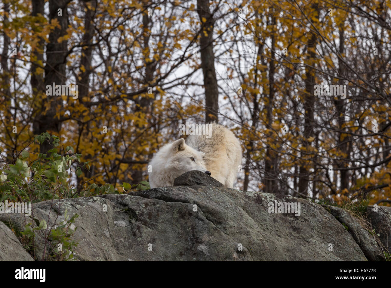 An Arctic Wolf in a fall forest landscape Stock Photo - Alamy