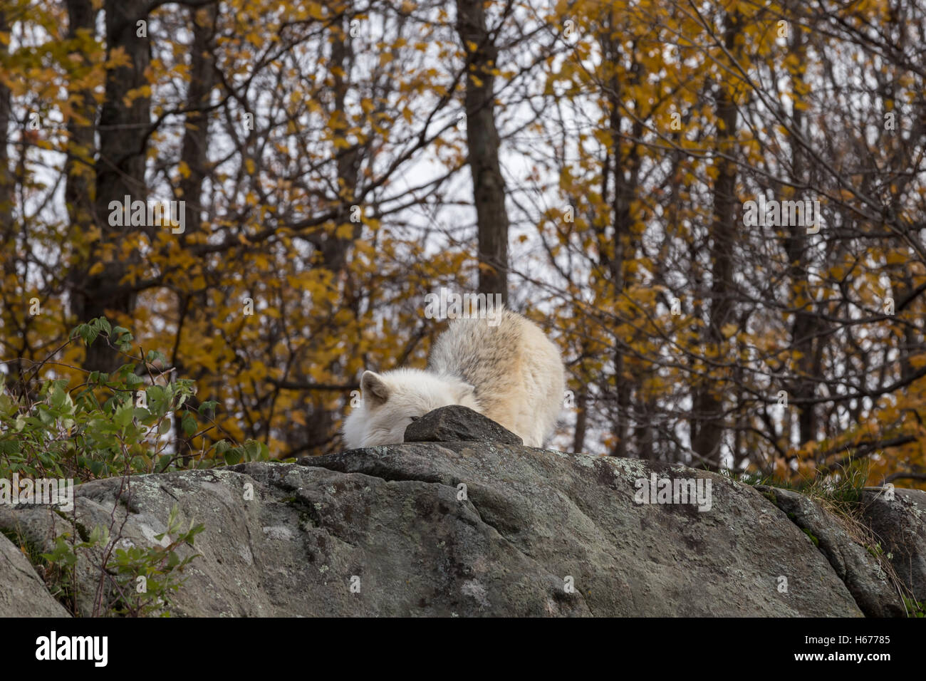 An Arctic Wolf in a fall forest landscape Stock Photo - Alamy