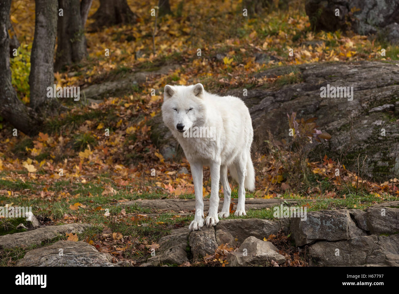 An Arctic Wolf in a fall forest landscape Stock Photo - Alamy