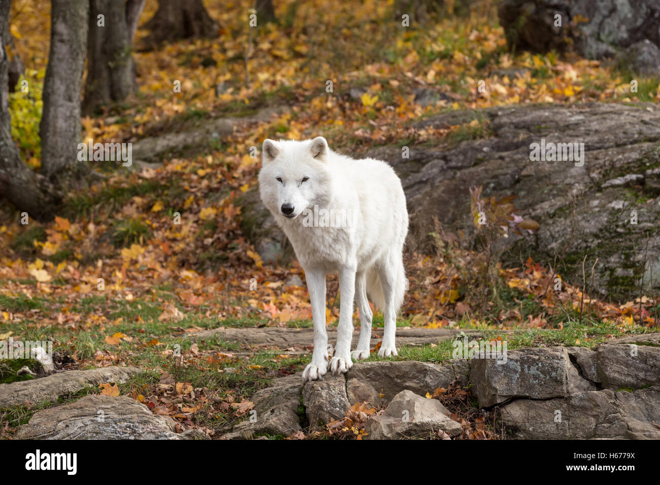 An Arctic Wolf in a fall forest landscape Stock Photo - Alamy
