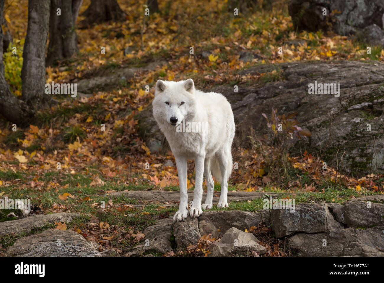 An Arctic Wolf in a fall forest landscape Stock Photo - Alamy