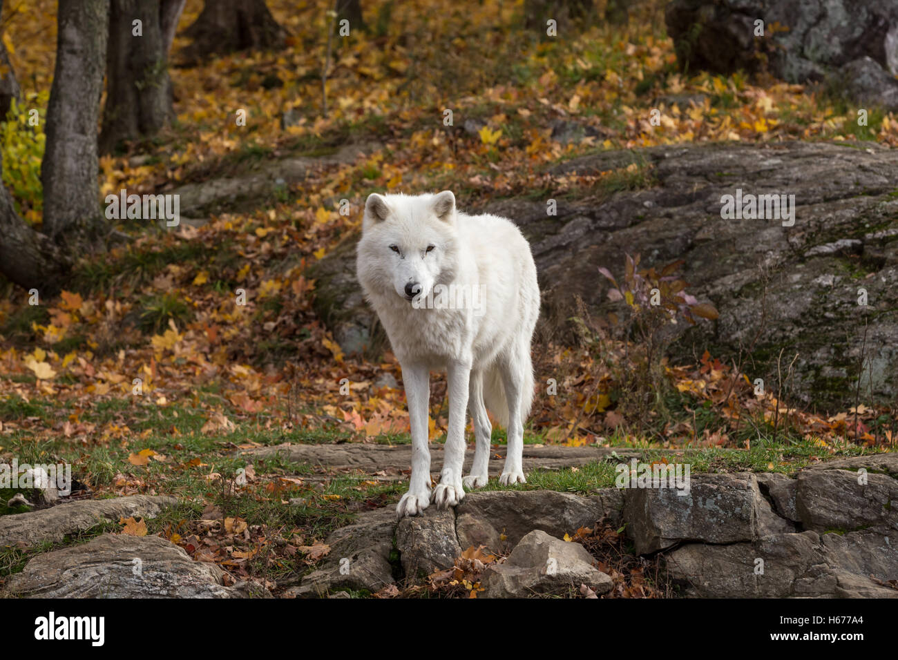 An Arctic Wolf in a fall forest landscape Stock Photo - Alamy