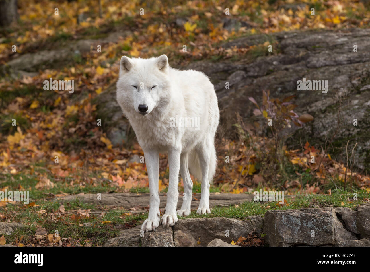 An Arctic Wolf in a fall forest landscape Stock Photo - Alamy