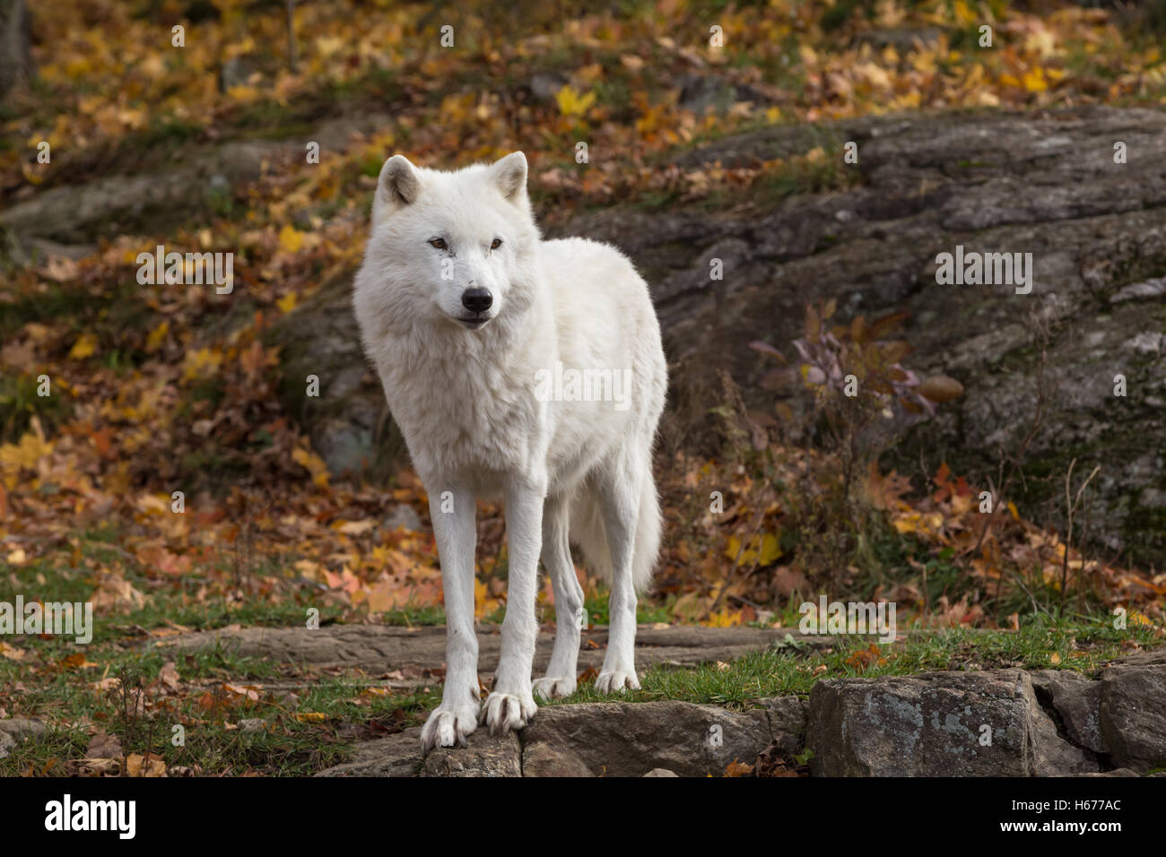An Arctic Wolf in a fall forest landscape Stock Photo - Alamy