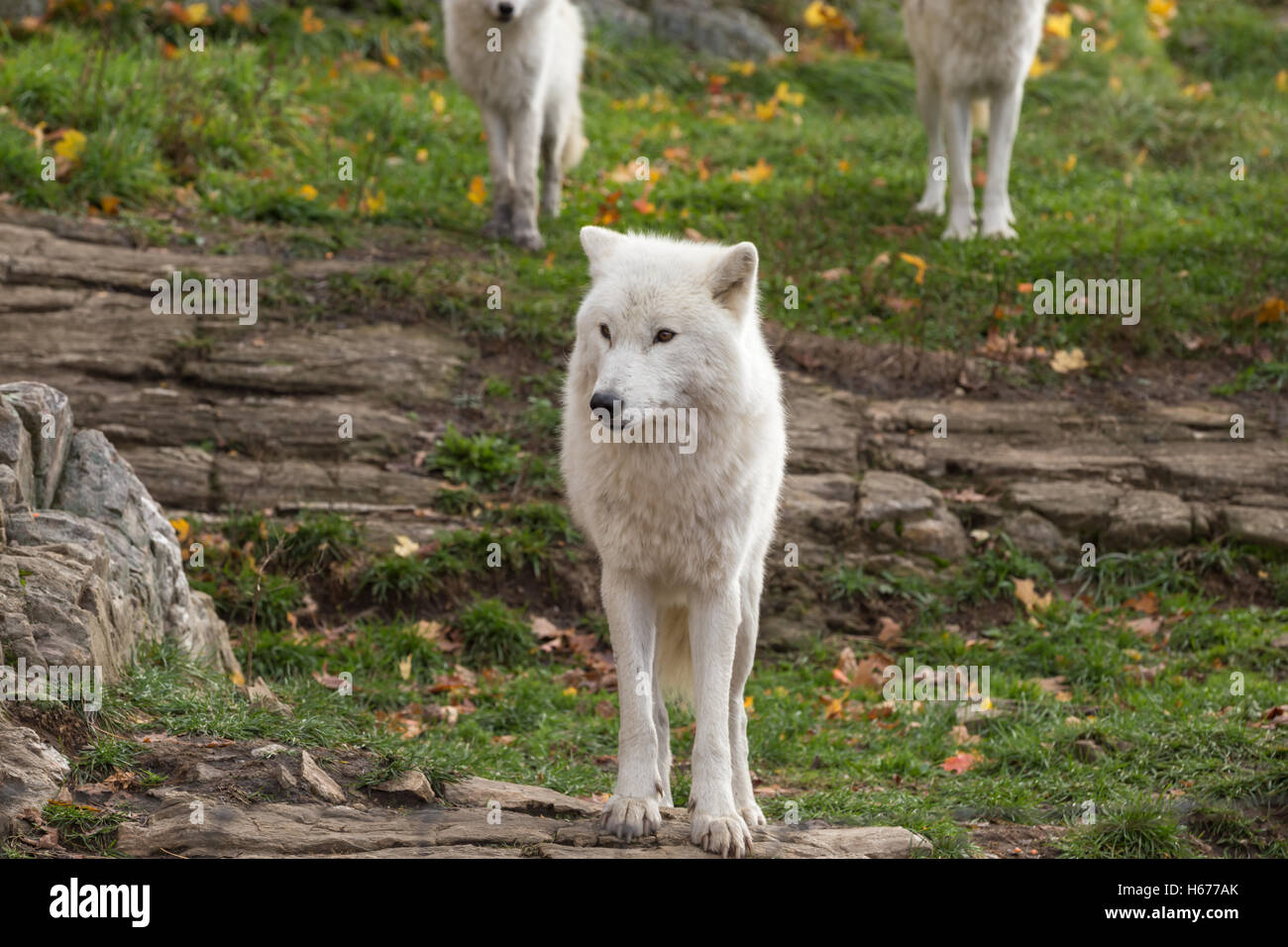 An Arctic Wolf in a fall forest landscape Stock Photo - Alamy