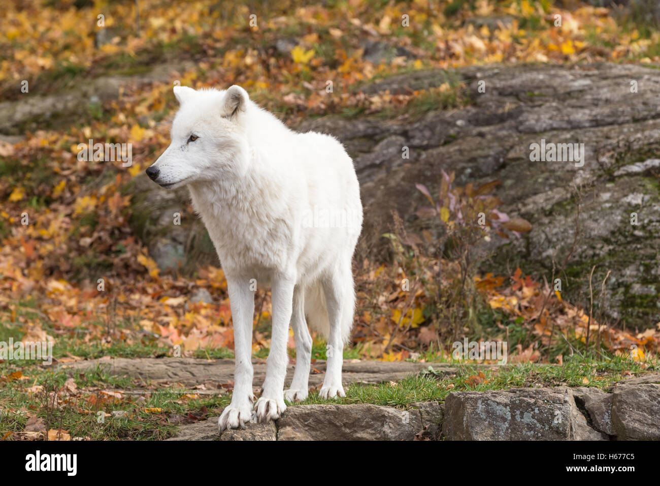An Arctic Wolf in a fall forest landscape Stock Photo - Alamy
