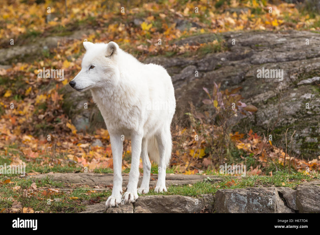 An Arctic Wolf in a fall forest landscape Stock Photo - Alamy