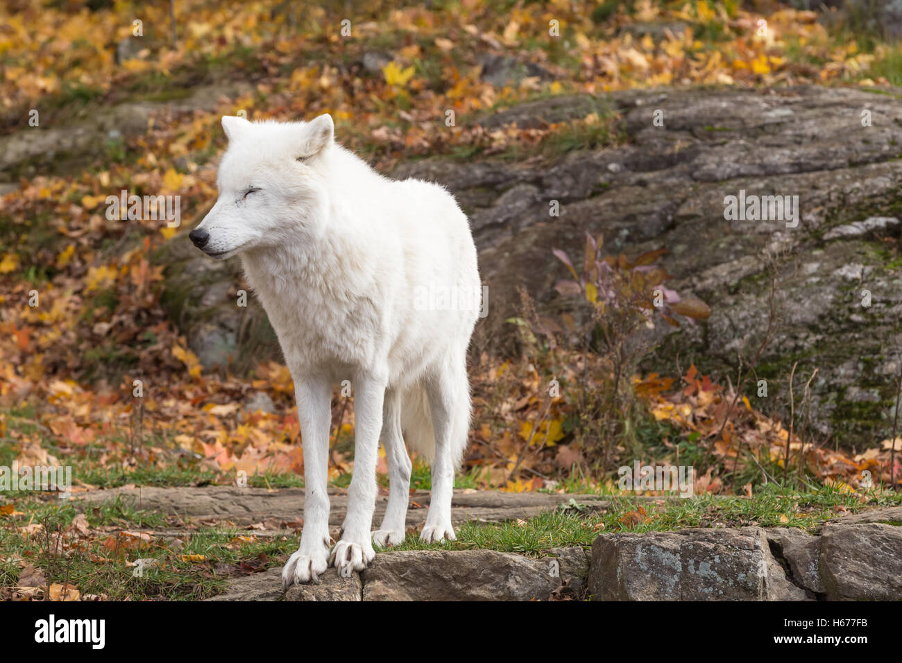 An Arctic Wolf in a fall forest landscape Stock Photo - Alamy