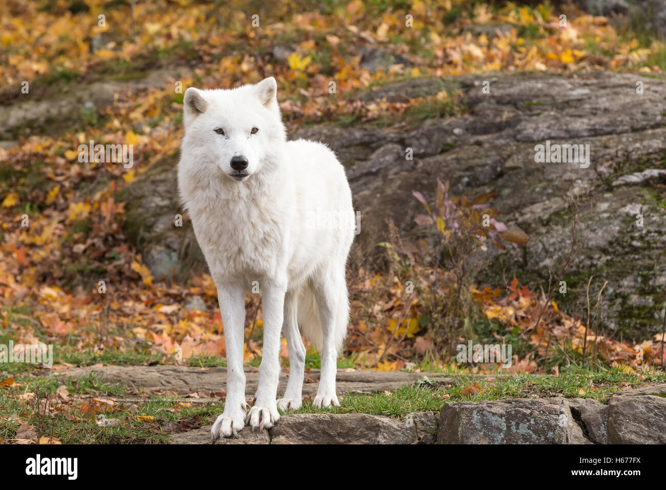 An Arctic Wolf in a fall forest landscape Stock Photo - Alamy