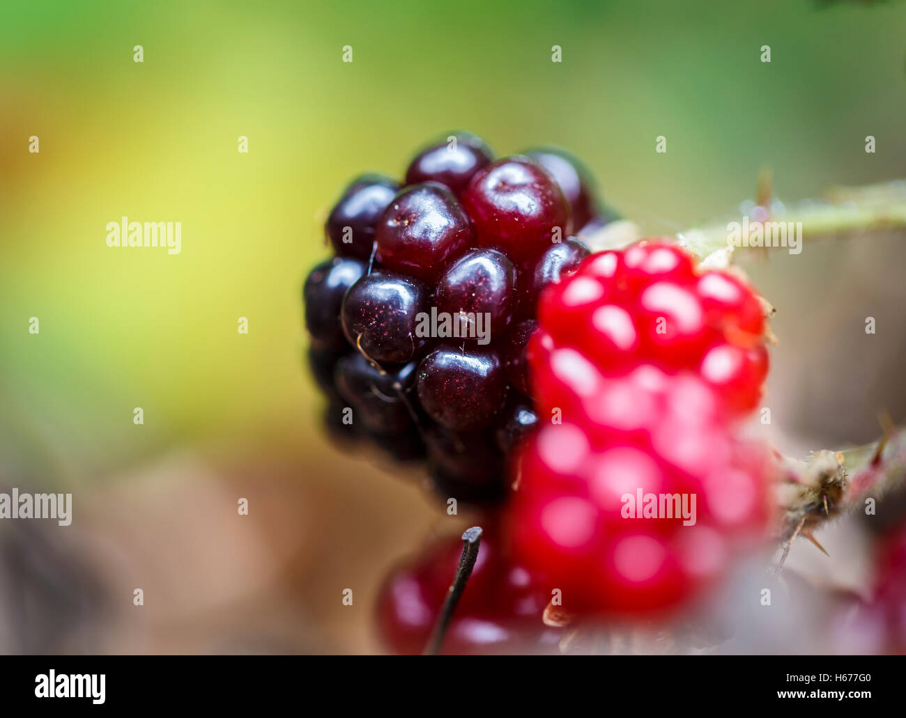 Blackberry fruits in the autumn in the UK, one purple and ripe, the ...