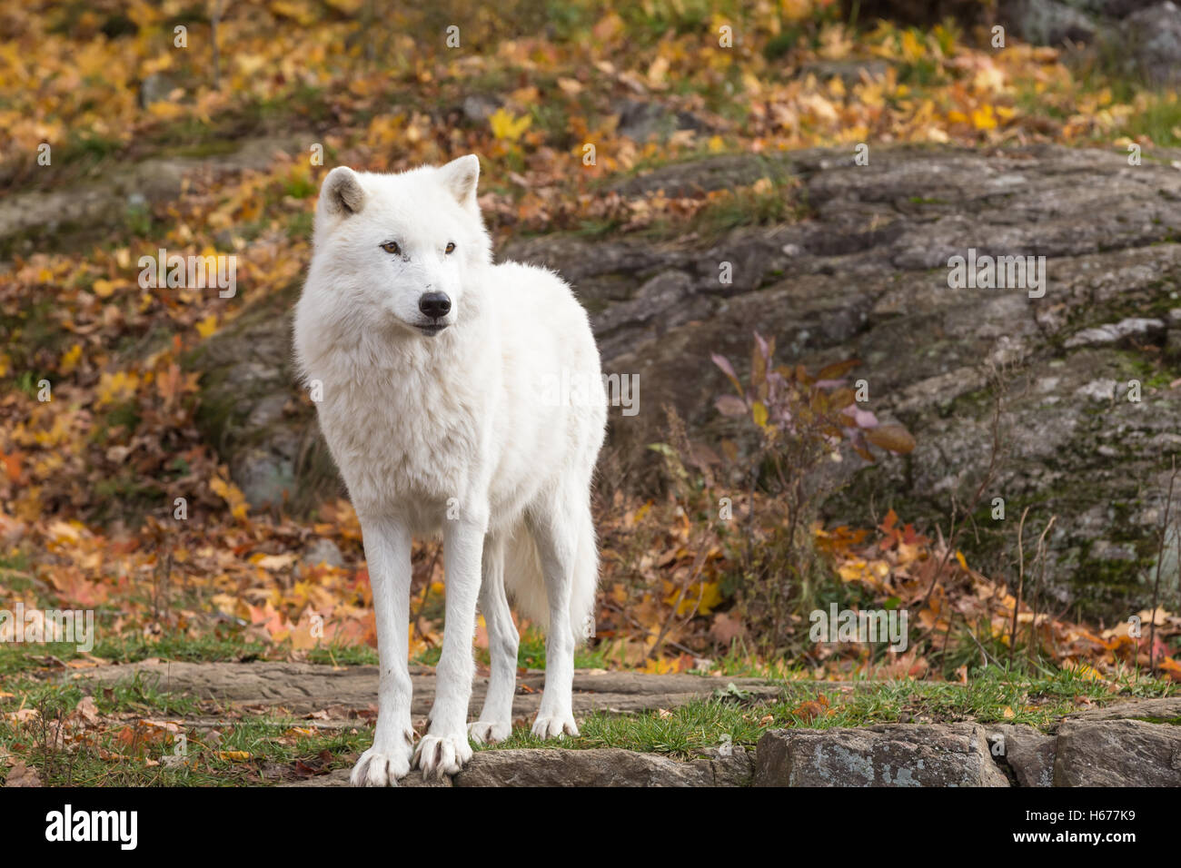 An Arctic Wolf in a fall forest landscape Stock Photo - Alamy