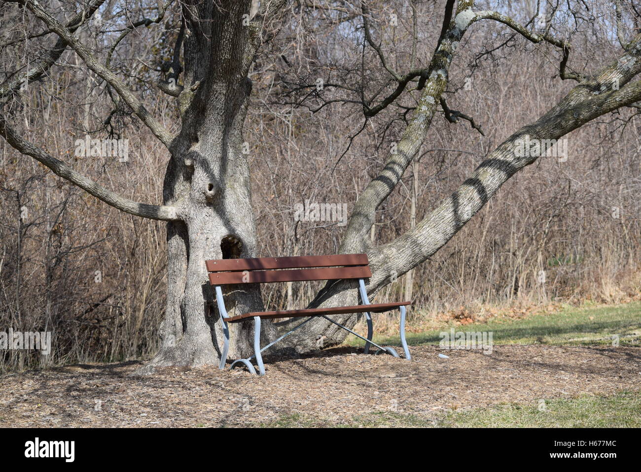 An empty park bench sitting under a tree with great sunlight and ...