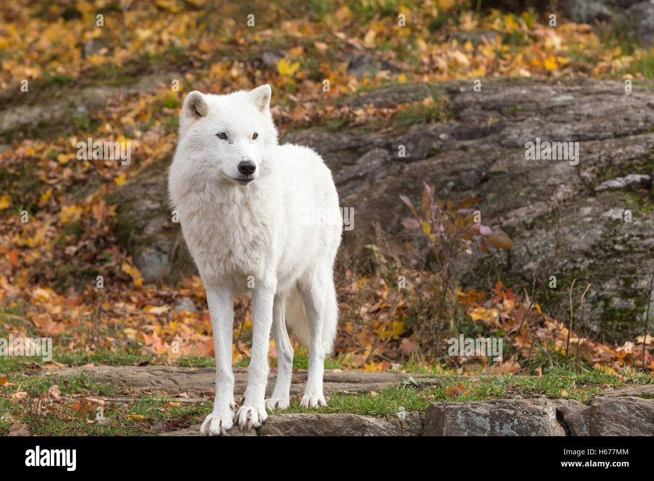 An Arctic Wolf in a fall forest landscape Stock Photo - Alamy