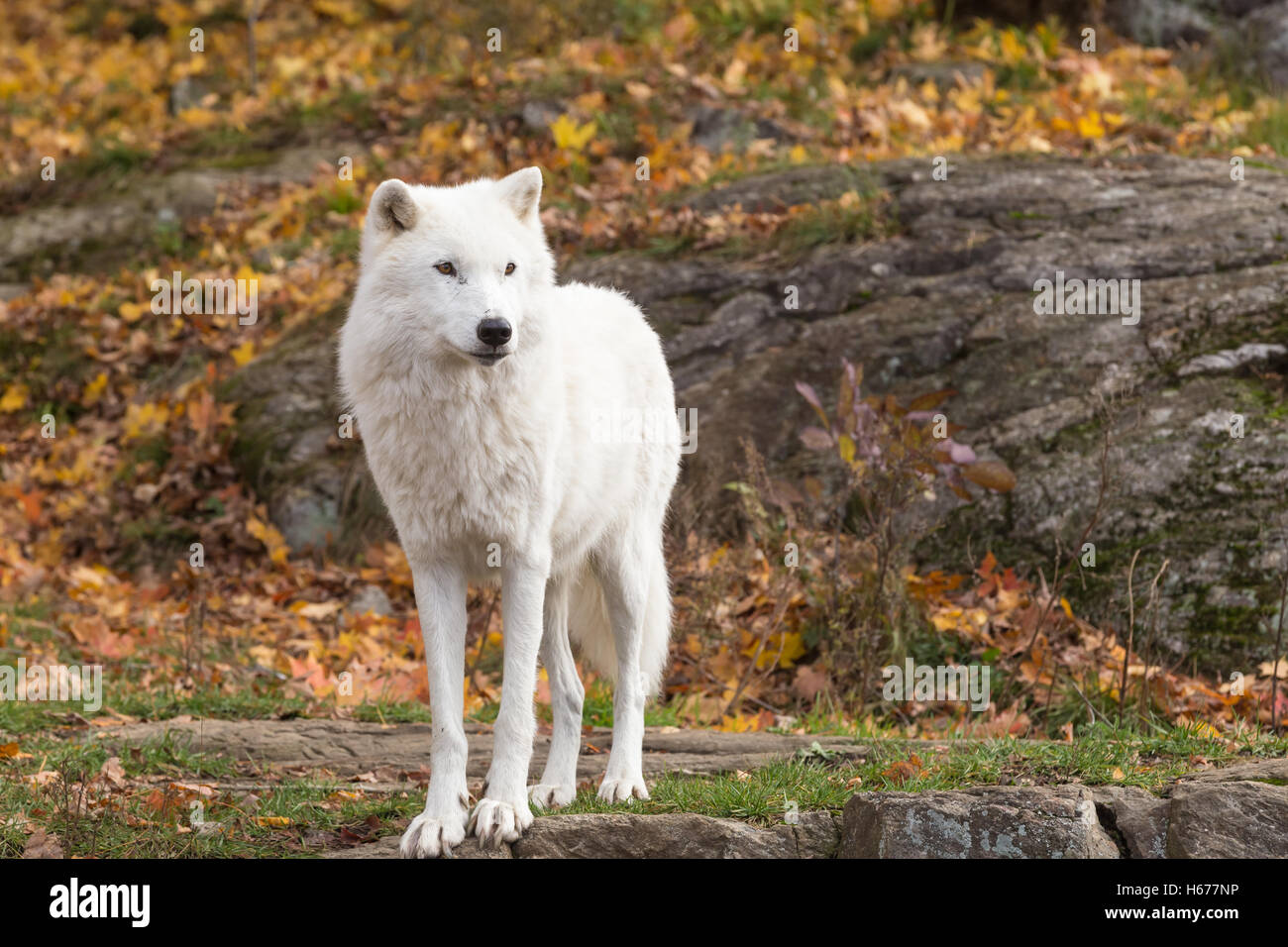 An Arctic Wolf in a fall forest landscape Stock Photo - Alamy