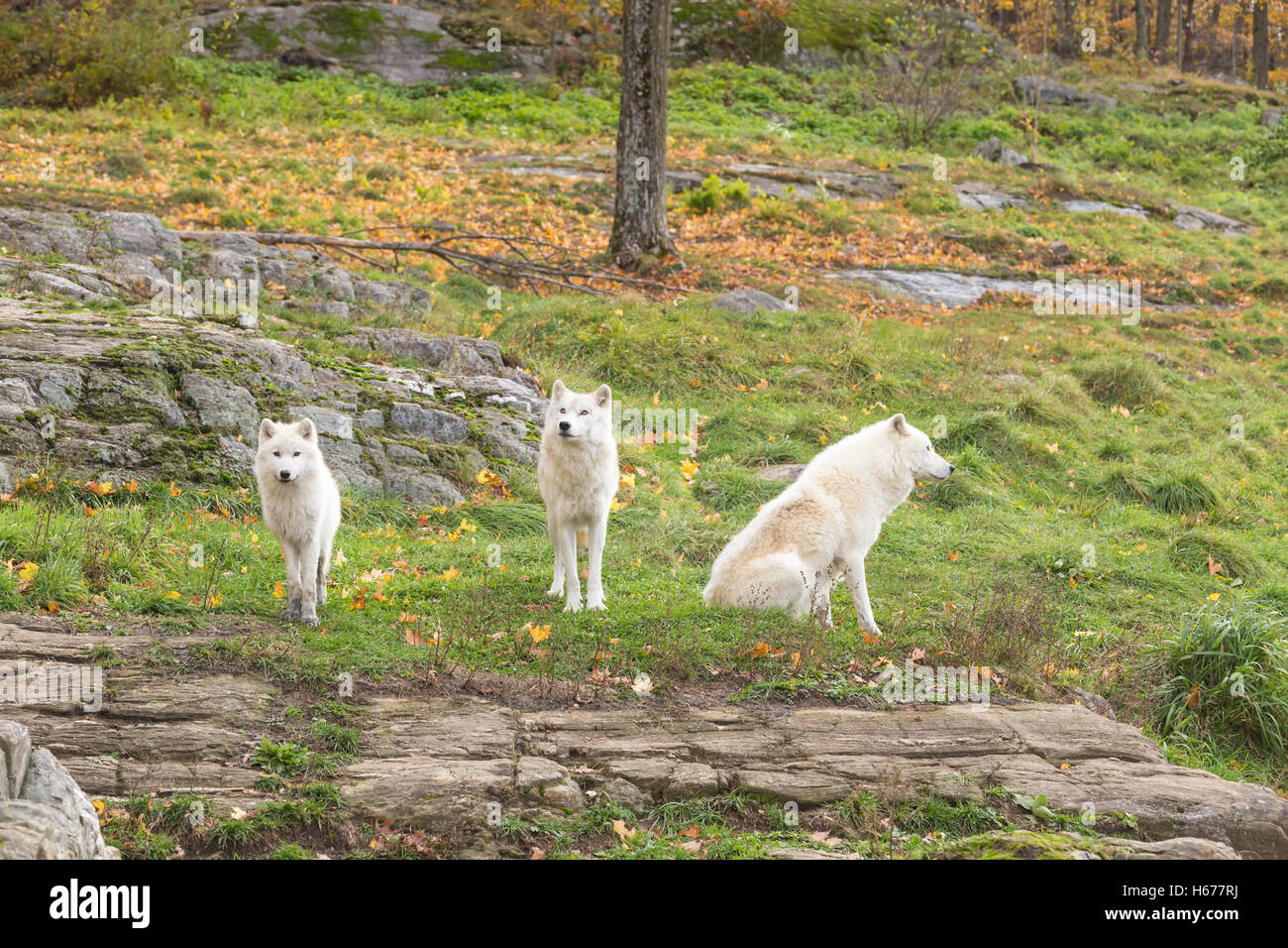 An Arctic Wolf in a fall forest landscape Stock Photo - Alamy