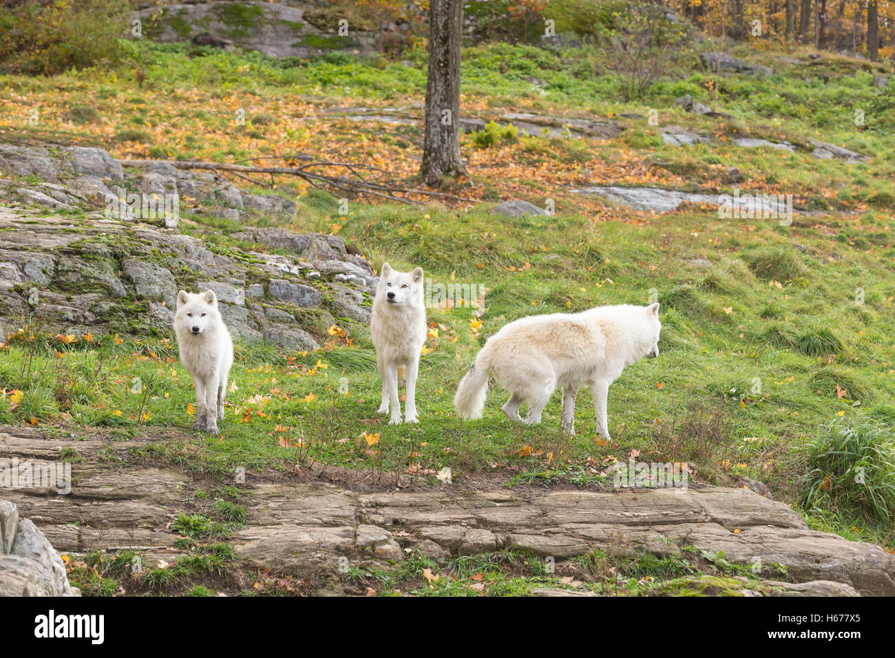 An Arctic Wolf in a fall forest landscape Stock Photo - Alamy