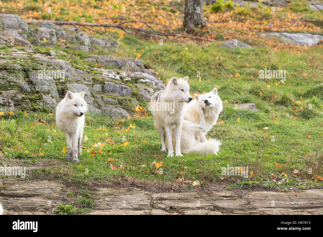 An Arctic Wolf in a fall forest landscape Stock Photo - Alamy