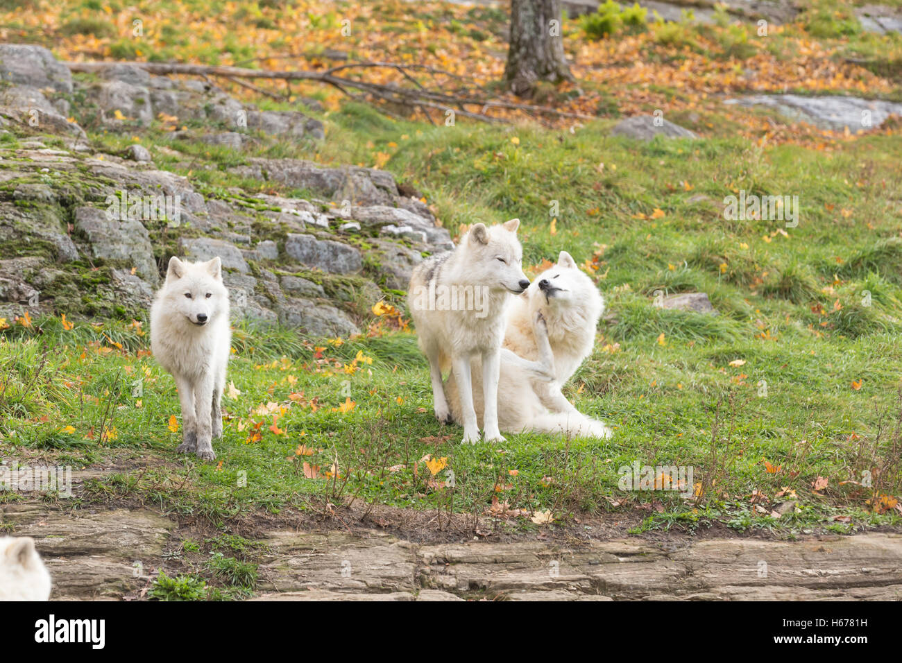 An Arctic Wolf in a fall forest landscape Stock Photo - Alamy