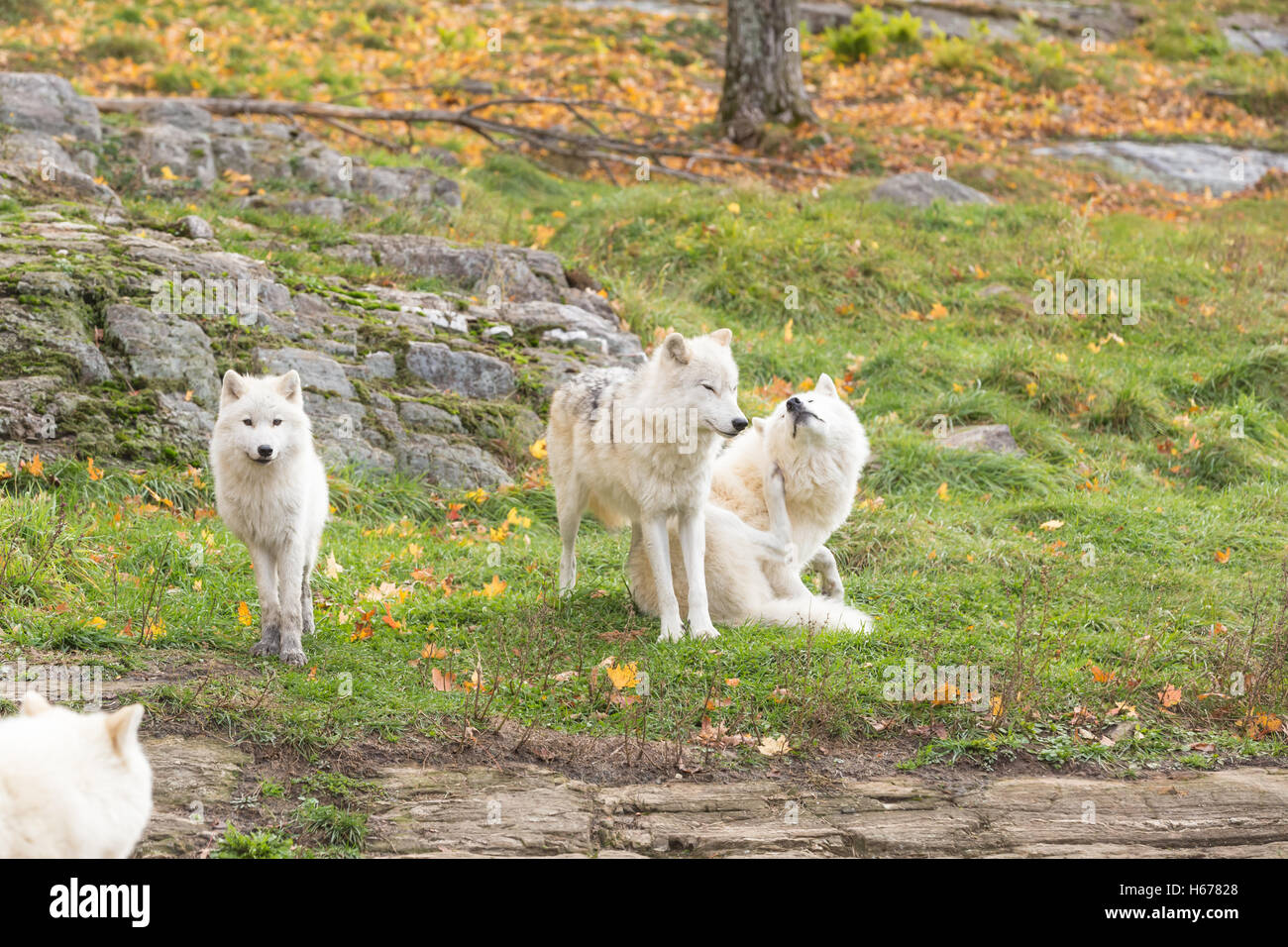 An Arctic Wolf in a fall forest landscape Stock Photo - Alamy
