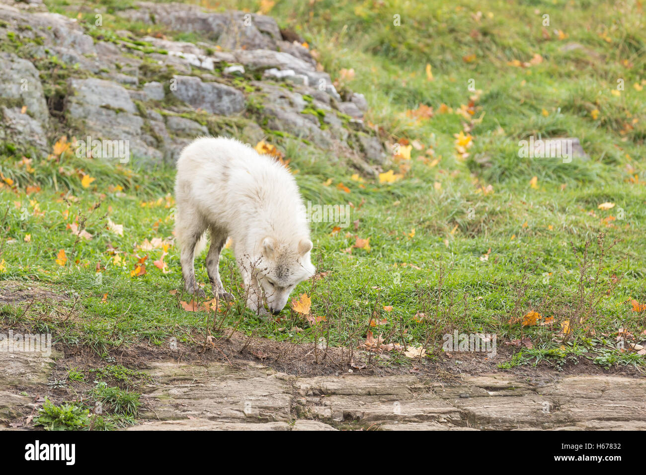 An Arctic Wolf in a fall forest landscape Stock Photo - Alamy