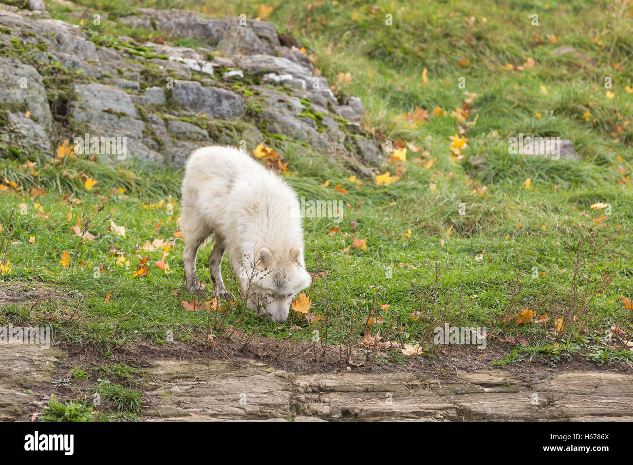 An Arctic Wolf in a fall forest landscape Stock Photo - Alamy