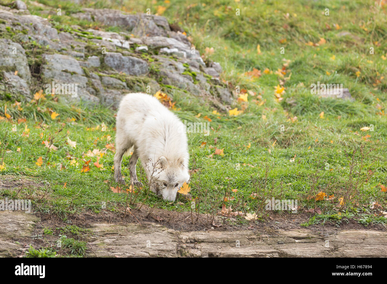 An Arctic Wolf in a fall forest landscape Stock Photo - Alamy