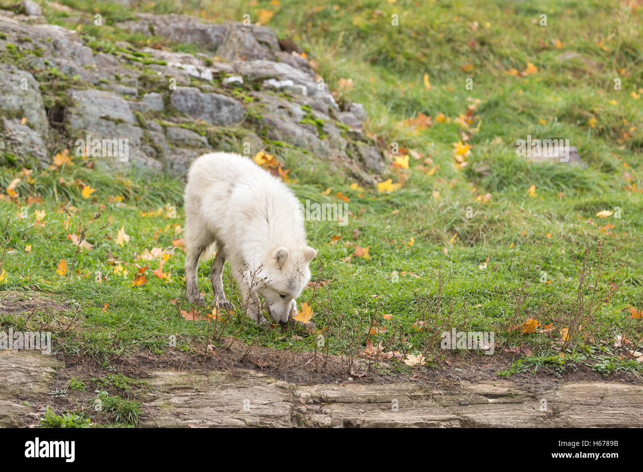 An Arctic Wolf in a fall forest landscape Stock Photo - Alamy