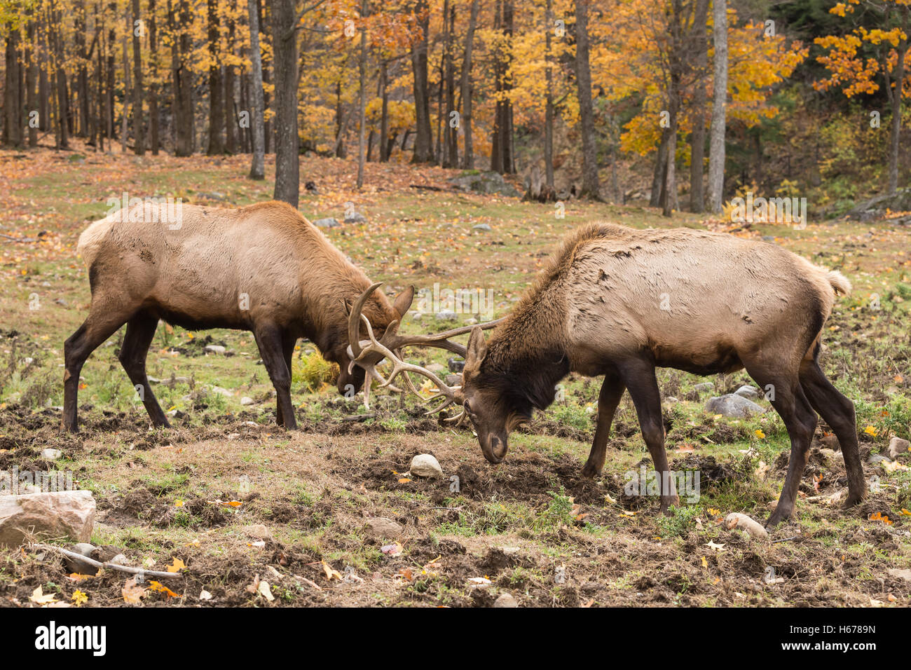 Red deer in the fight hi-res stock photography and images - Alamy
