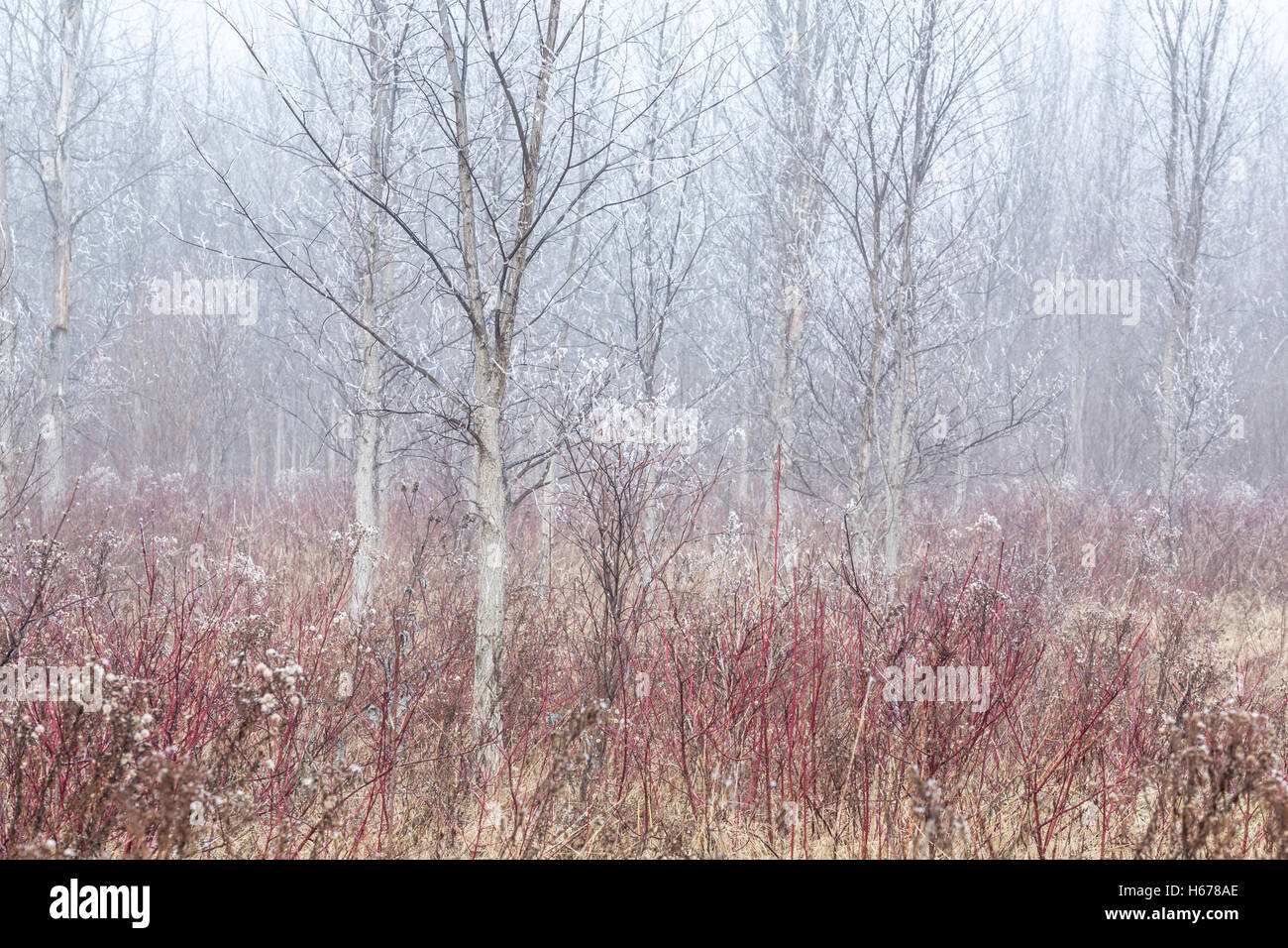 Morning frost, Moonstone, Ontario, Canada Stock Photo - Alamy