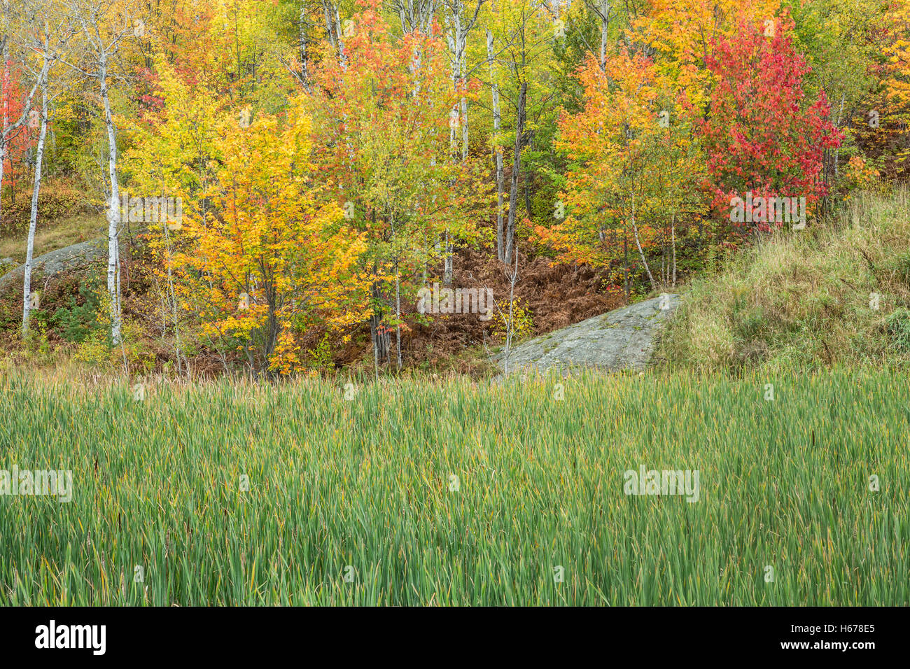 Whitefish Ontario High Resolution Stock Photography and Images - Alamy